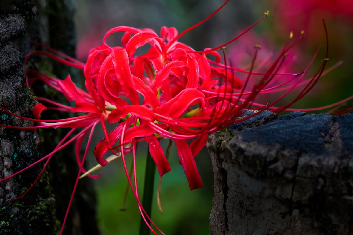 The Spider Lily’s Secrets: Blood Red Mystery in K-Pop - OMG! Idol